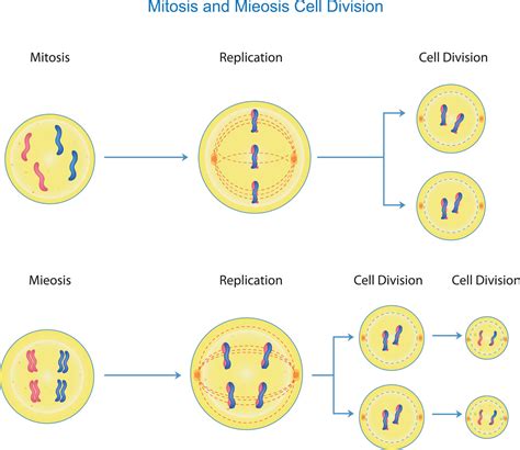 Mitosis Vs Meiosis Side By Side Comparison Lights Crystal