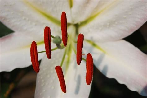Hi Lily Hi Lily Hi Lo Toronto Gardens