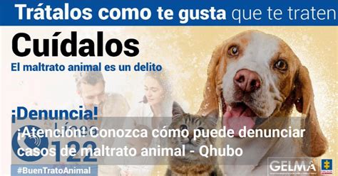 ¡atención Conozca Cómo Puede Denunciar Casos De Maltrato Animal Qhubo