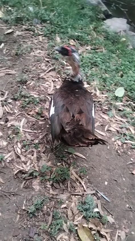 Duck 🦆 Video By Kingdom Of Awais Duck Kingdomofawais Anaheim Ducks