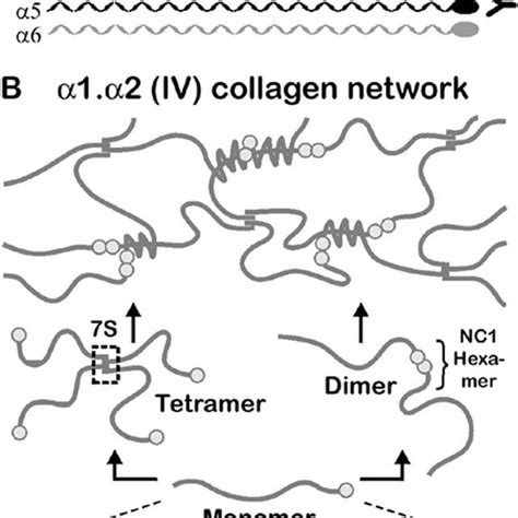 Schematic Structure Of Type Iv Collagen Chains Type Iv Collagen