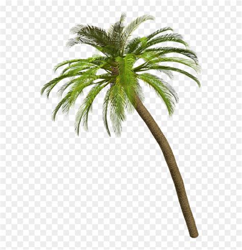 Fondo Palmeras Sin Fondo Png Free Transparent Png Clipart Images The Best Porn Website