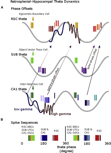 Rethinking Retrosplenial Cortex Perspectives And Predictions Neuron