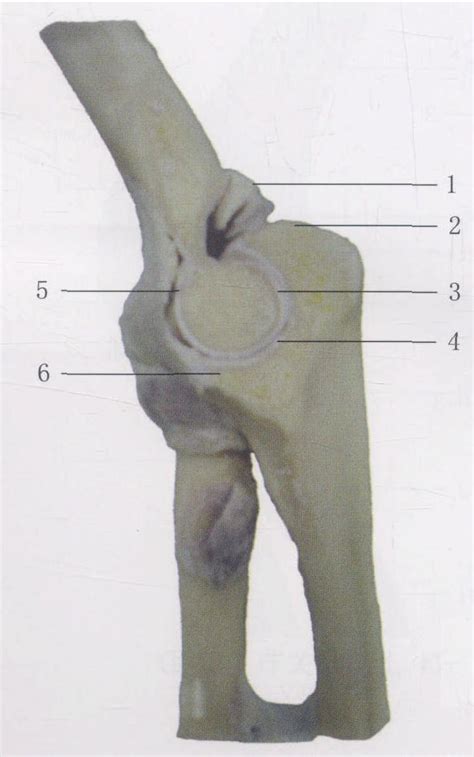 图3 76 肘关节 矢状面 基础医学 医学