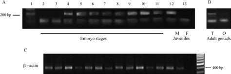 Amplification Products Of Candidate Sex Specific Gene Expressed In A Download Scientific