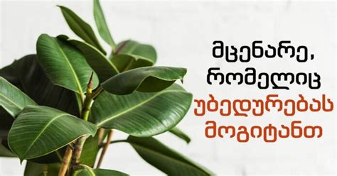 მცენარეები რომელსაც ბრძენი დიასახლისი სახლში არ აჩერებს რჩევები ვივიენისგან