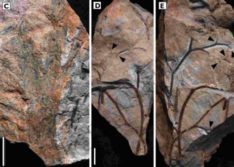 Earth S Oldest Fossilized Forest Has Been Hiding Its Bizarre Trees For