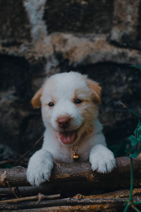 [100 ] Cute Hd Wallpapers