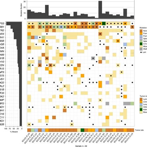 Significantly Mutated Genes In Relapsed Sclc Mutation Burdens