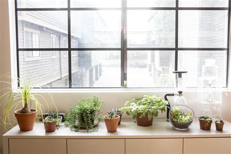 7 Foolproof Secrets To Decorating With Plants Simplicity Relished