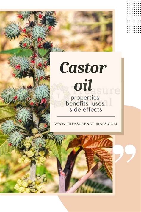 Castor Oil For Herbal Naturopathy Properties Benefits Uses Side