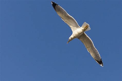 海鸥 飞行 天空 Pixabay上的免费照片 Pixabay