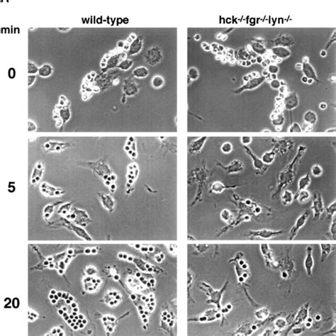 Normal Phagocytosis In Single And Double Mutant Macrophages