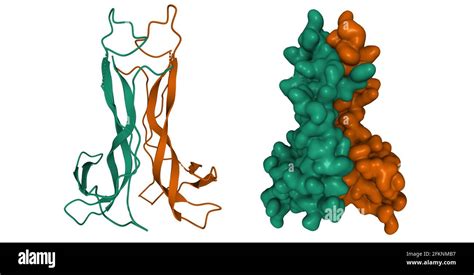 Structure Of Human Neurotrophin D Cartoon And Gaussian Surface Models White Background