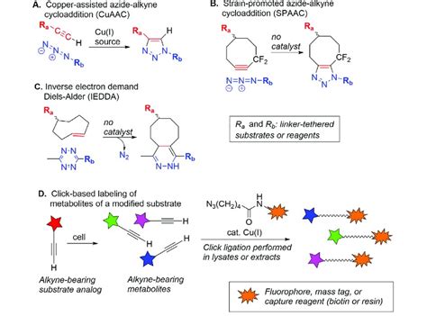 Bioconjugation Principles Techniques And Applications In Structural