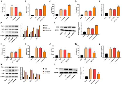 Ptx3 Alleviated Intestinal Mucosal Inflammation In Sepsis Mice Ae