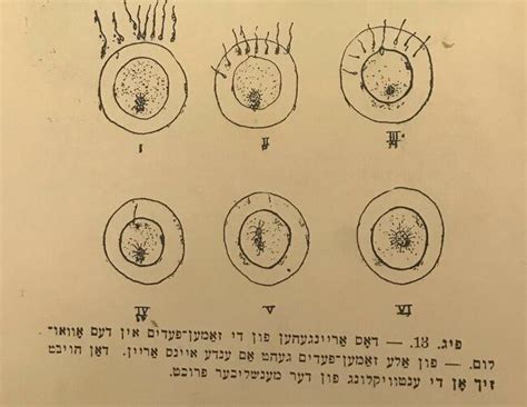 Yiddish Sex And The Post Office Yiddish Book Center