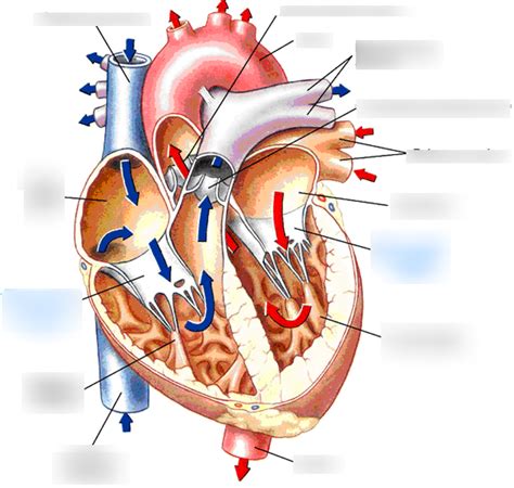 Heart Diagram Exam Diagram Quizlet