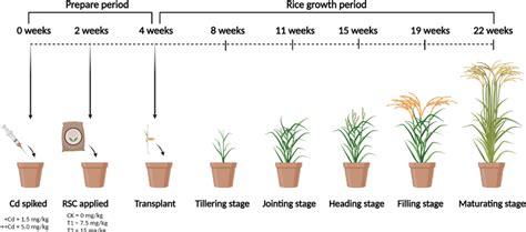 Schematic Diagram Of The Pot Experiment Time Arrangement Download