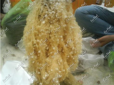 Hydroponic Substrate وبسایت رسمی اکوپیت