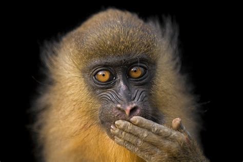 Monkey Meme Templates Imgflip