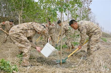江苏海安：植树添新绿 人民图片网