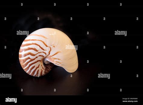 Chambered Nautilus Seashell Nautilus Pompilius Pompilius Isolated On A