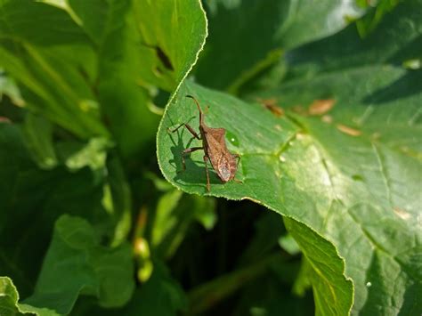 Squash Pests And Keeping Them Under Control