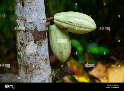 A Cacao Tree In The Forest Of Cahuita National Park Overlooking The