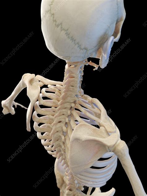 Male Skeletal System Illustration Stock Image F0383600 Science