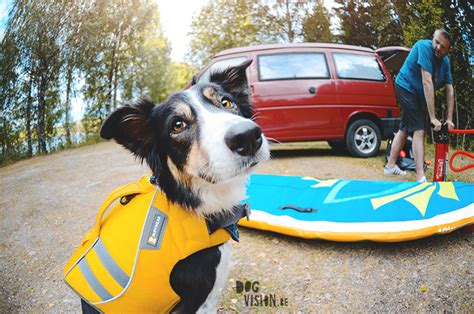 DOGvision | DOG SUP | Stand up Paddle board with dogs | blog on www ...