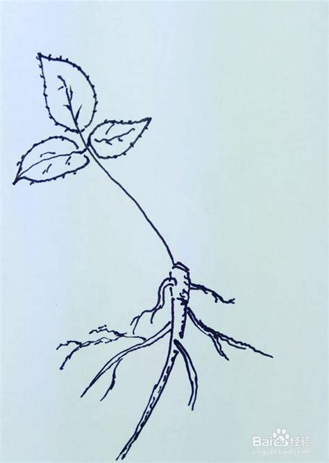 简笔画根和茎 简笔画图片大全 普车都