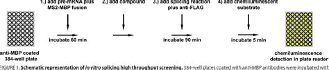 Figure 1 From Identification Of Small Molecule Inhibitors Of Pre Mrna