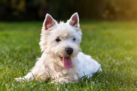 250 Best Happy Dog Names 2022 Updated Dog Dispatch