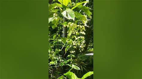 මනමාලි මල් Manamali Flower Viral Nature Shorts🌼🌼🌼🌼🌼🌼🌼🌼 Youtube