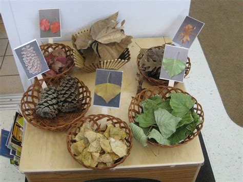 Natural Materials Science Sorting Science Sorting Natural Materials