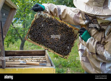 The Beekeeper Lays Frames With Honeycombs Stock Photo Alamy