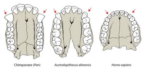 Australopithecus Africanus The Human Timeline Evolución Humana