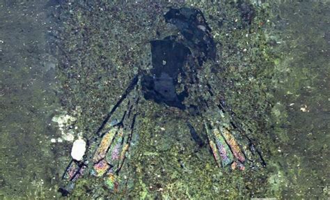 Scientists Just Unearthed A 14 6 Million Year Old “bee Fossil”—its Origins Dont Make Sense