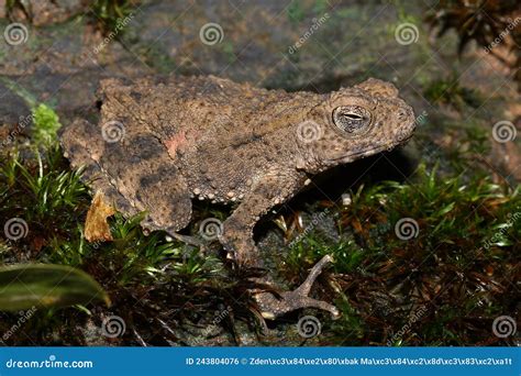 Giant River Toad Sungei Tawan Toad Phrynoidis Juxtasper In A Natural