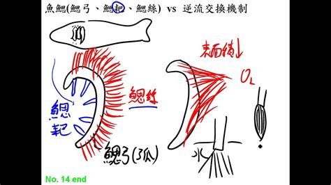 7 1 4文蛤與蝦的鰓 魚鰓結構 為何魚離水會窒息 逆流交換機制三公 YouTube