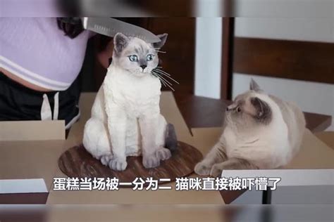 主人买来一个仿真猫，故意一刀下去，结果把猫咪快吓懵了！仿真猫咪结果
