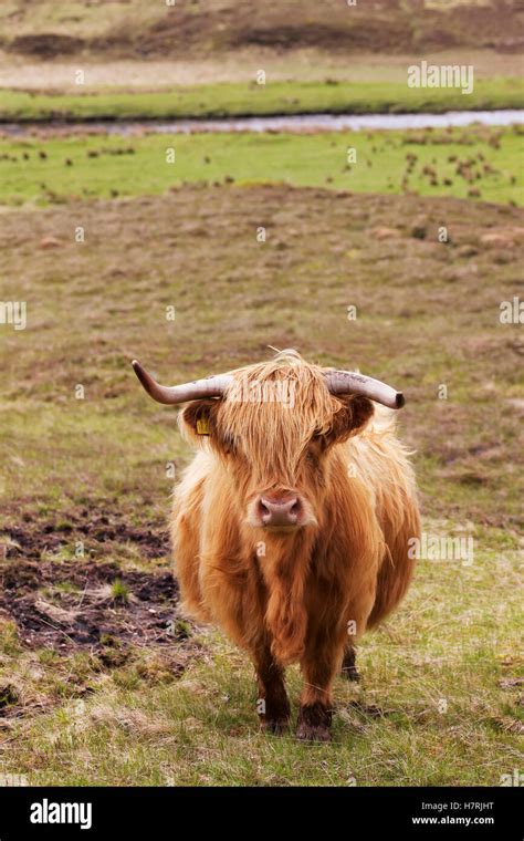 Scottish Highland Landscape With Long Horned Highland Cattle In