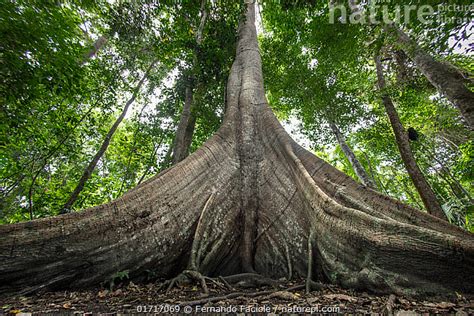 Natural Tropical Rainforest Kapok Trees Kapok Tree Cuyabeno Tucan