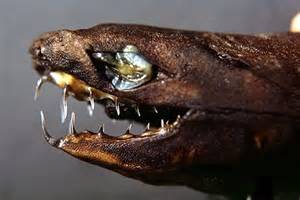 Saltwater Dogfish