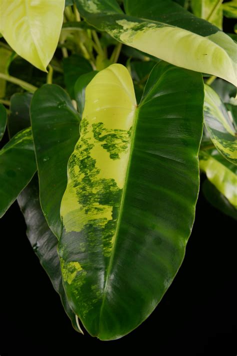 Philodendron Burle Marx variegata - Conny Cramer Plants