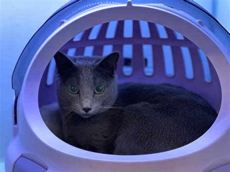 러시안블루 초롱이 셀커크렉스무료입양사이트 스핑크스무료입양사이트 아메리칸숏헤어무료입양사이트 아메리칸컬무료입양사이트 아비시니안무료입양사이트 엑조틱무료입양사이트 터키시앙고라무료