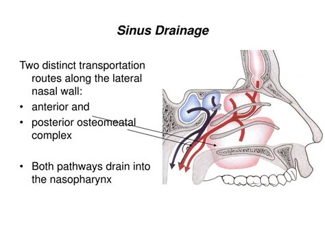 Sinus Drainage Nose At Mike Friddle Blog