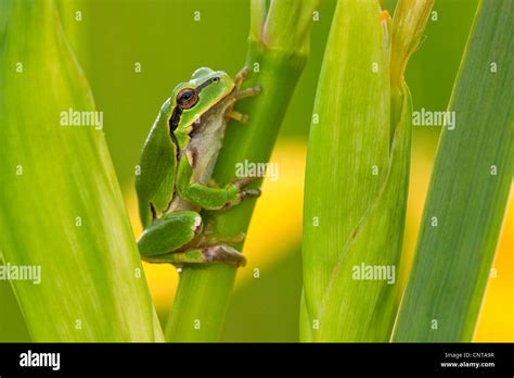 European Treefrog Common Treefrog Central European Treefrog Hyla