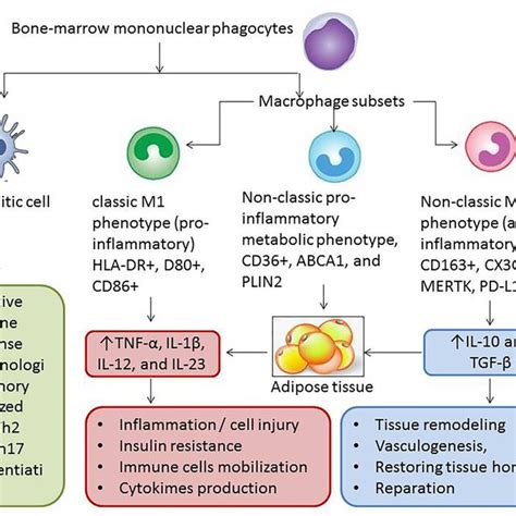 Interrelation Between Several Phenotypes Of Macrophages Dendritic